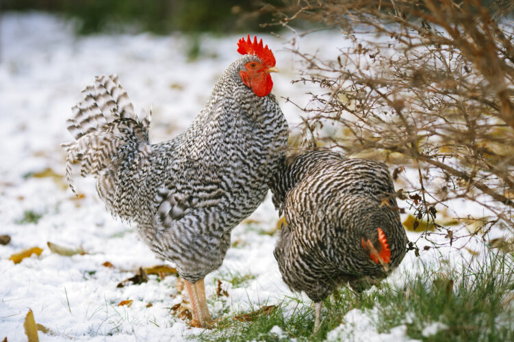 Cold Weather Chickens – Mother Earth News